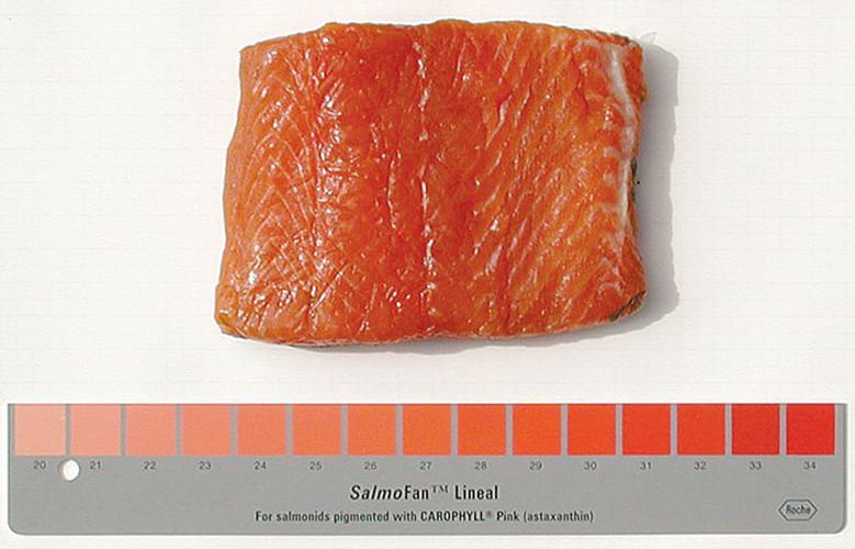 Farmed Salmon Is Naturally Gray, Has Color Added to It | First We Feast