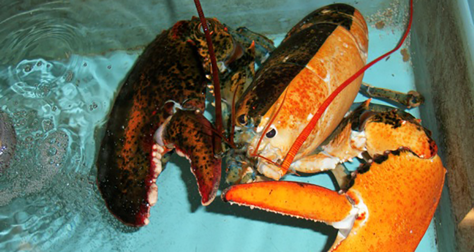 Extremely Rare Splitcolored Lobster Caught Off Maine