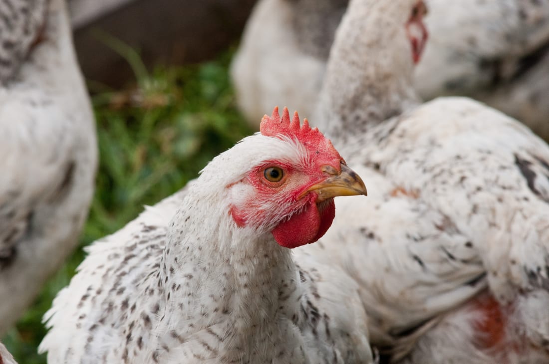 How Chicken Conquered America | First We Feast